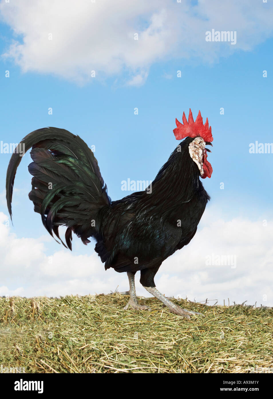 Rooster on hay against sky background (digital composite Stock Photo ...