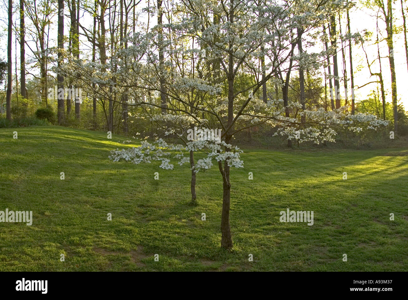 Spring Images Dogwood East Tennessee Stock Photo - Alamy