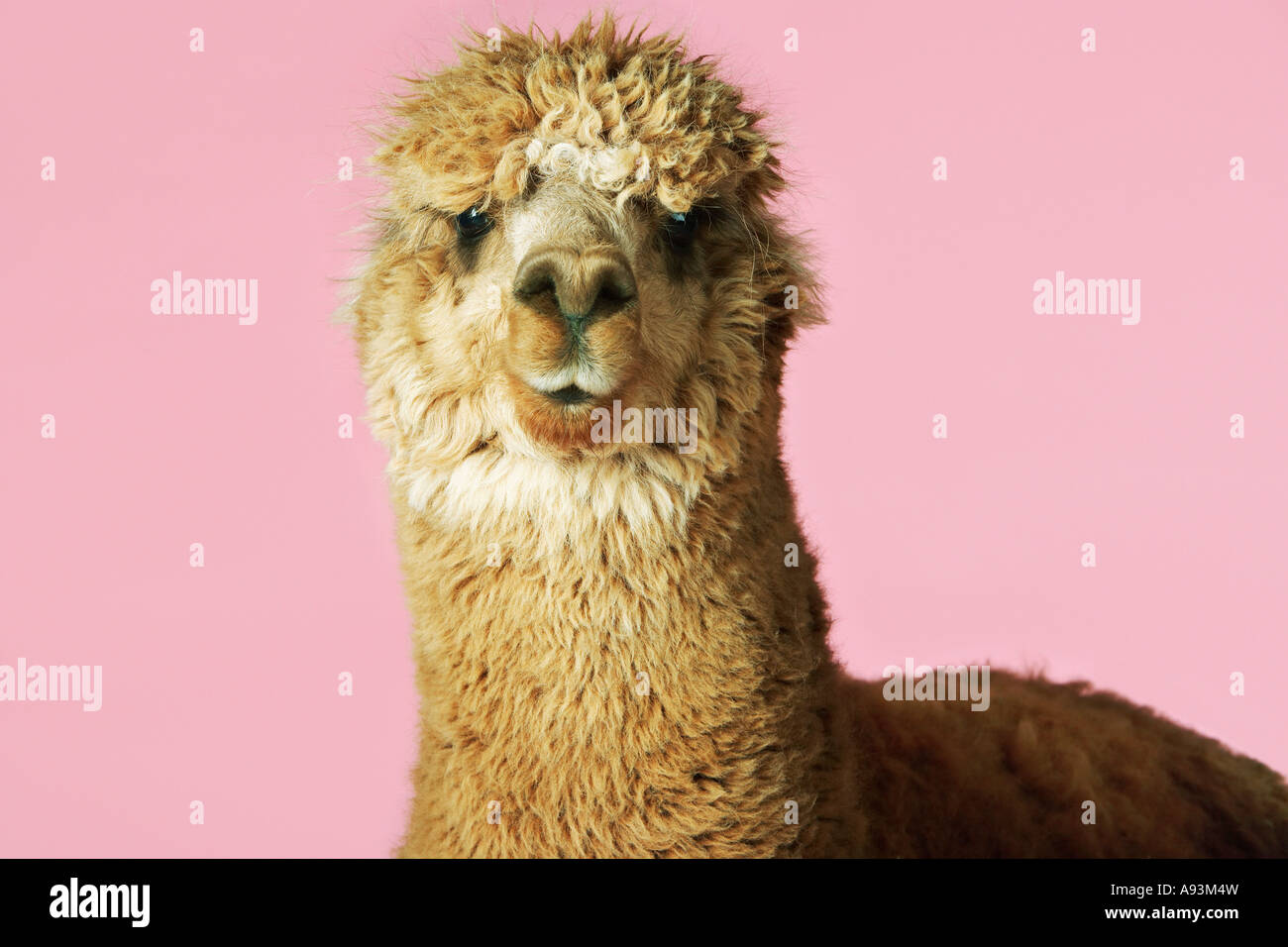 Alpaca on pink background, close-up of head, front view Stock Photo - Alamy