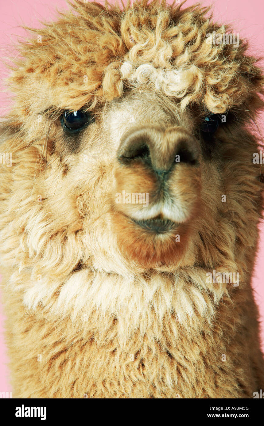Alpaca on pink background, close-up of head, front view Stock Photo - Alamy