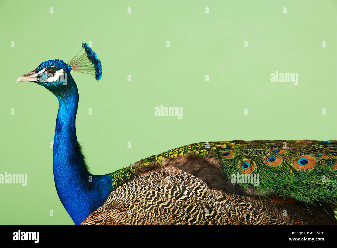 Peacock against green background, side view Stock Photo - Alamy