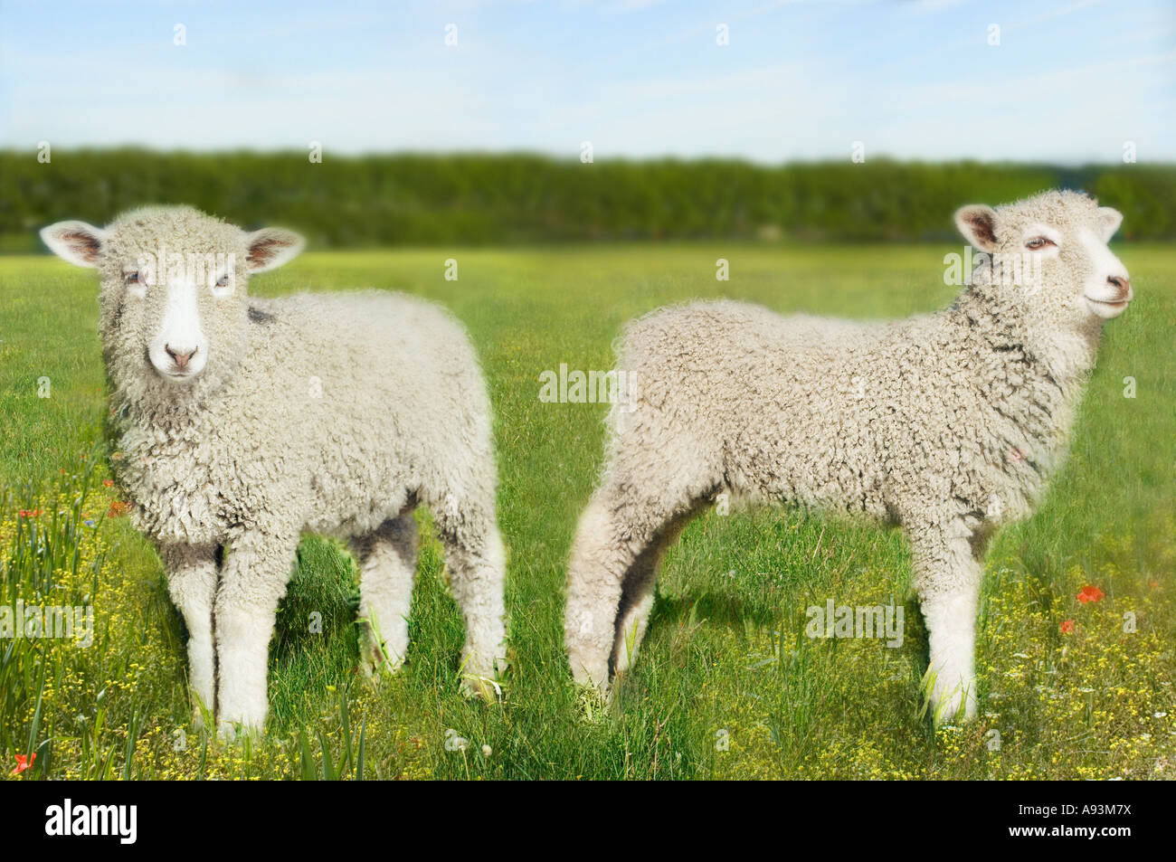 Two lambs in field (digital composite Stock Photo - Alamy