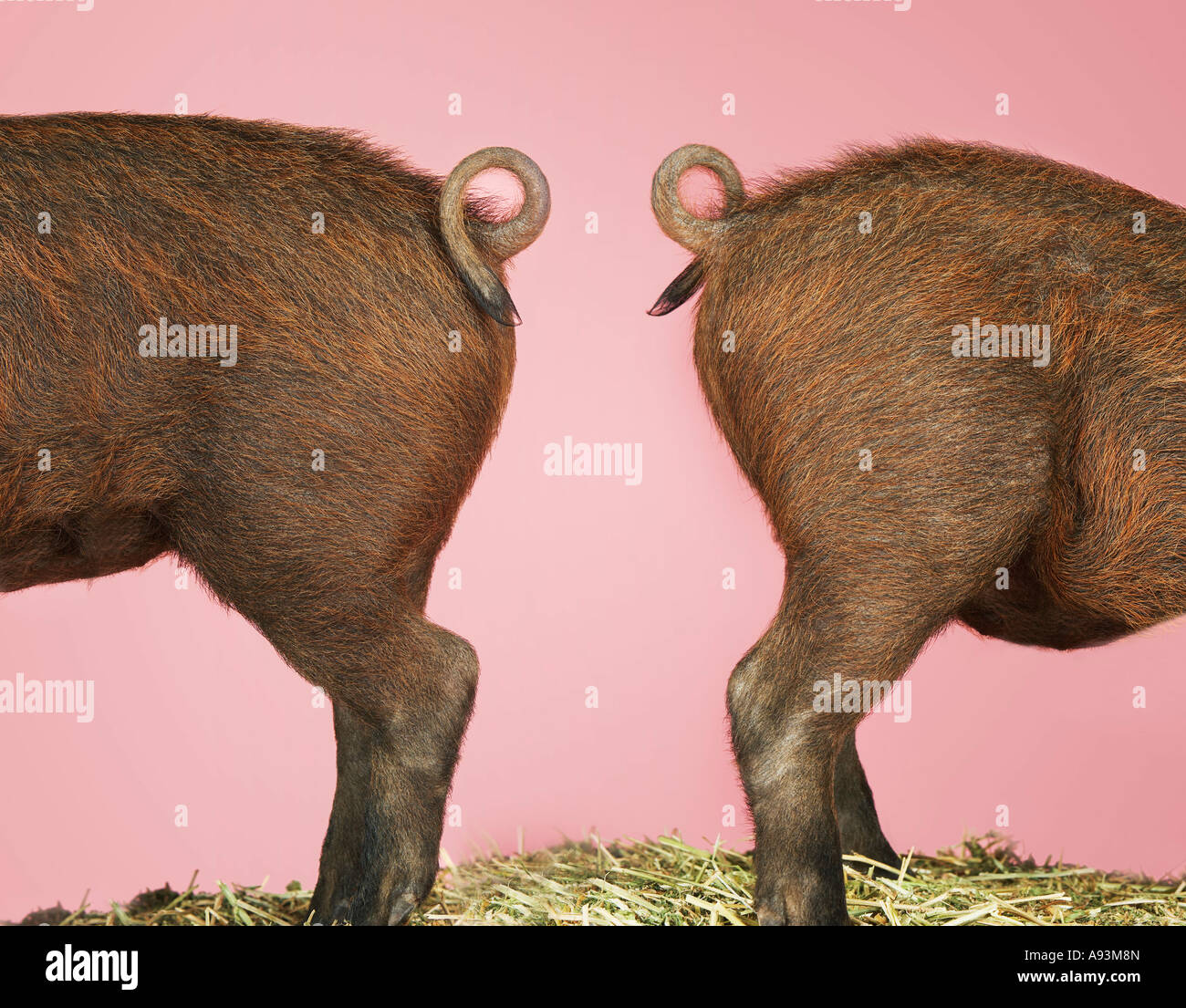 Rear ends of two brown pigs on hay against pink background, side view ...