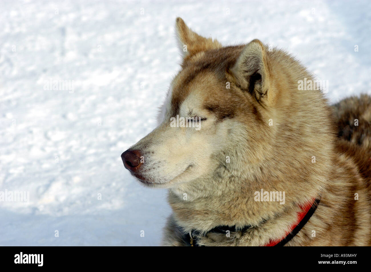 sledge dog, Husky when resting Stock Photo - Alamy