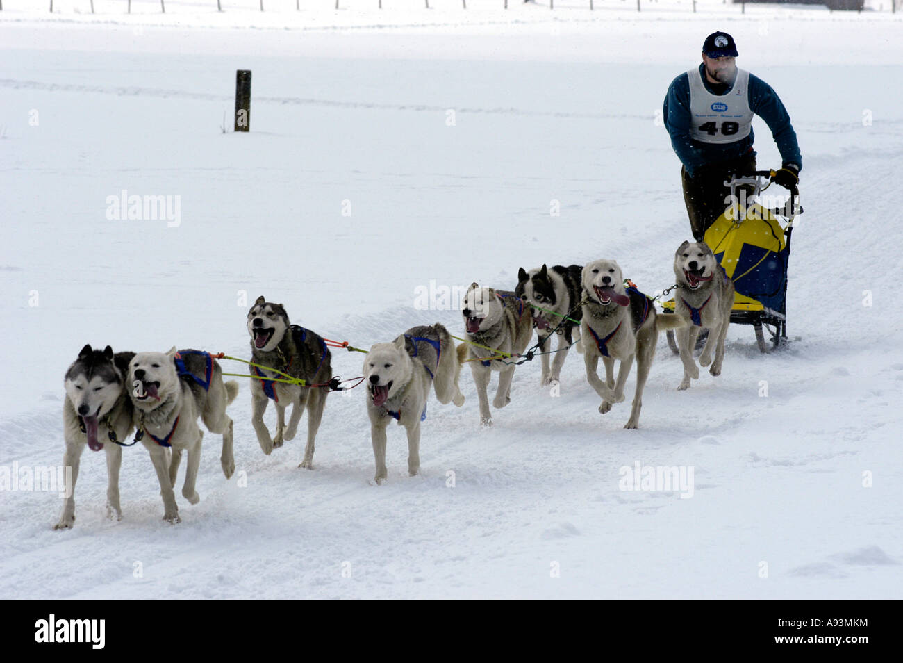 sledge dog, Husky Stock Photo - Alamy