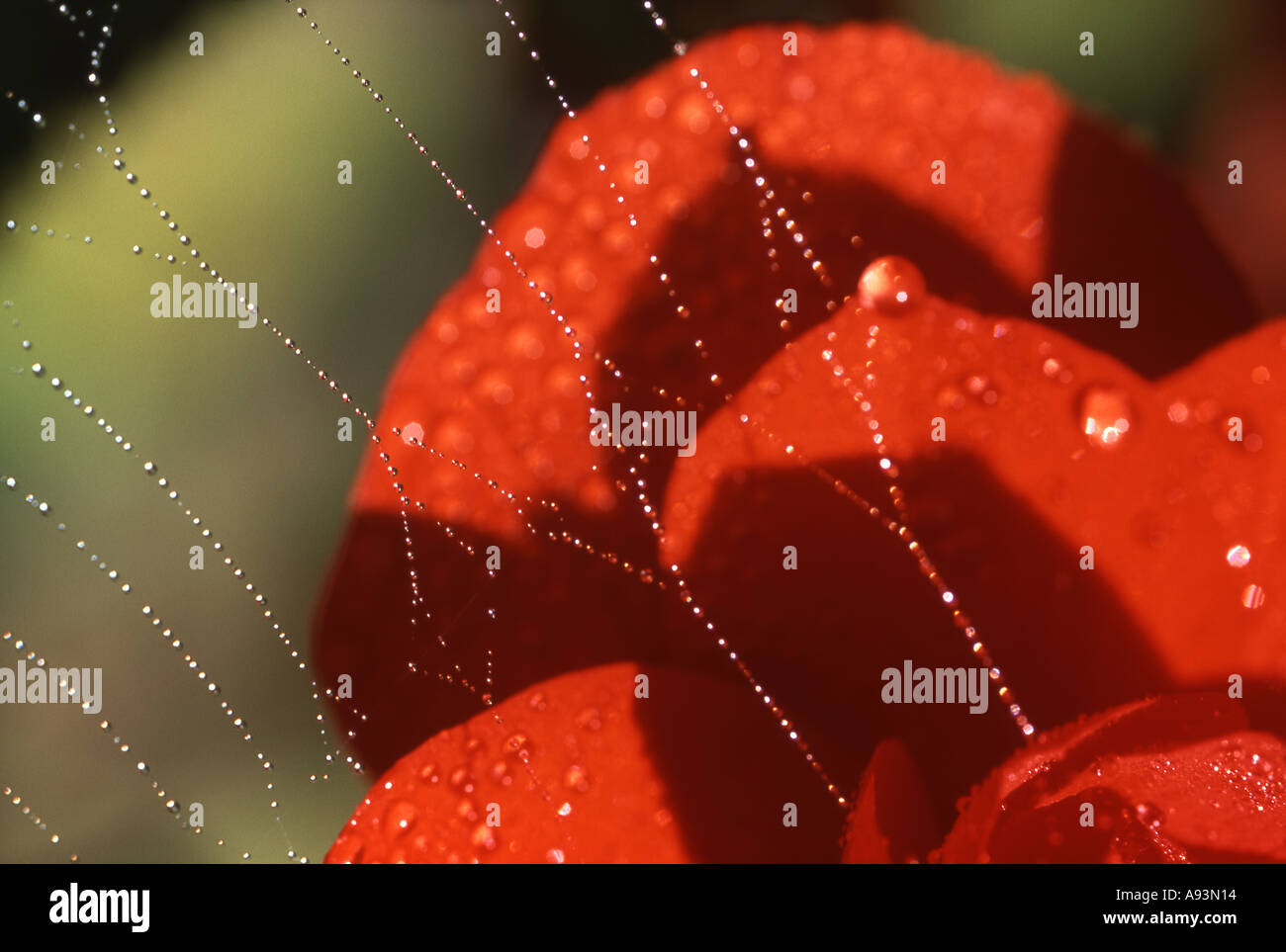 red begonia and spider web Stock Photo - Alamy