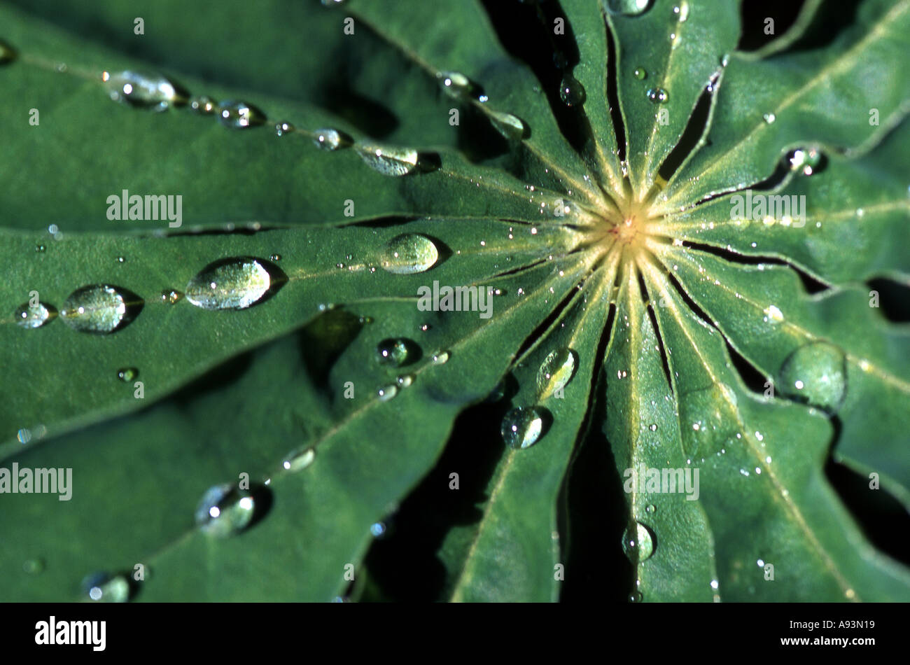 lupin leaf after rain Stock Photo - Alamy