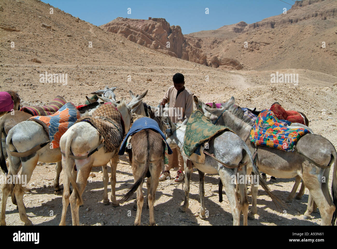 Group on a donkey ride to the Valley of the Kings, West Bank, Luxor ...