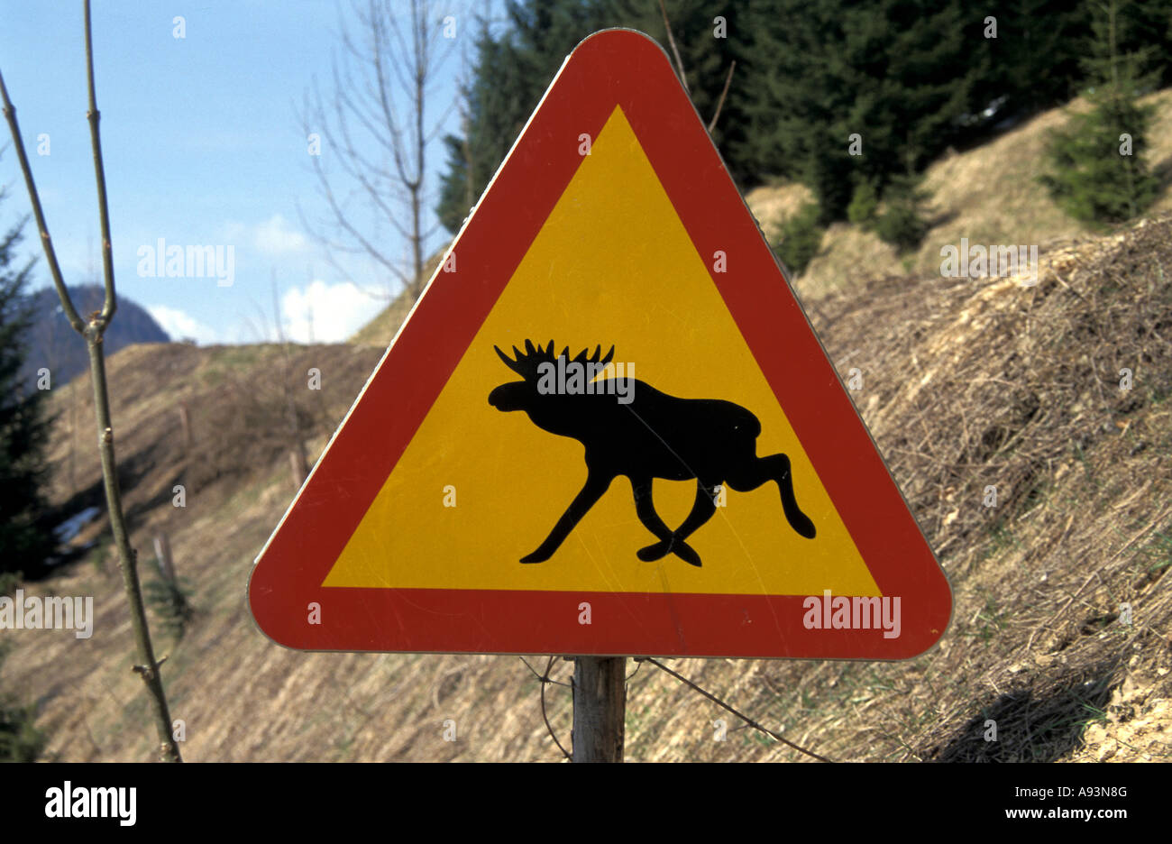 Traffic sign attention moose Stock Photo - Alamy