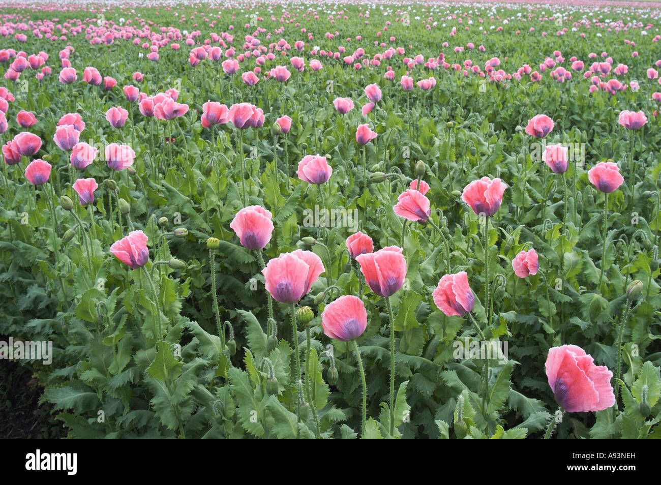 Pink poppy fields hi-res stock photography and images - Alamy