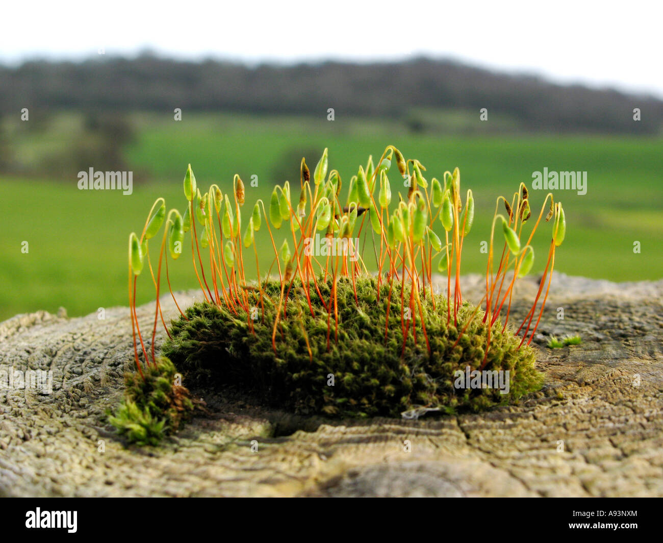 Moss growing on wooden gatepost in farm field gateway in Newport South ...