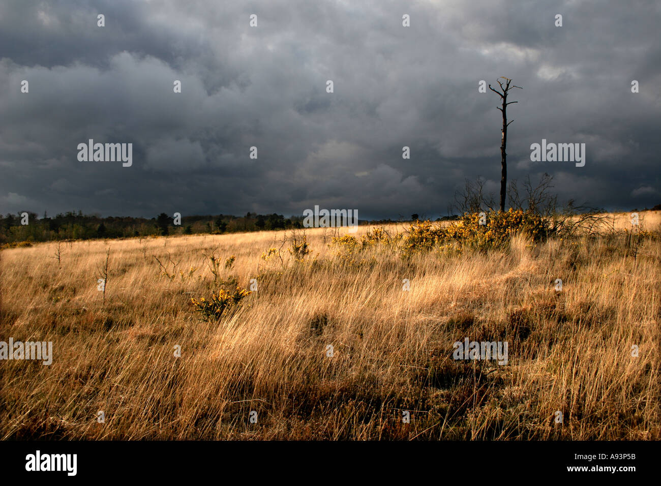 Wych gate hi-res stock photography and images - Alamy