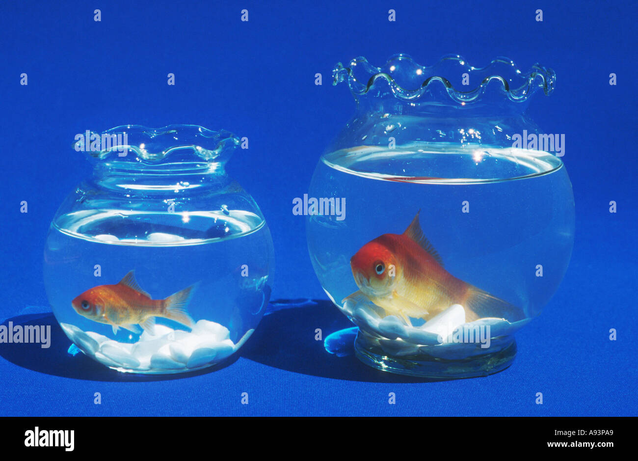 Goldfishbowl hi-res stock photography and images - Alamy