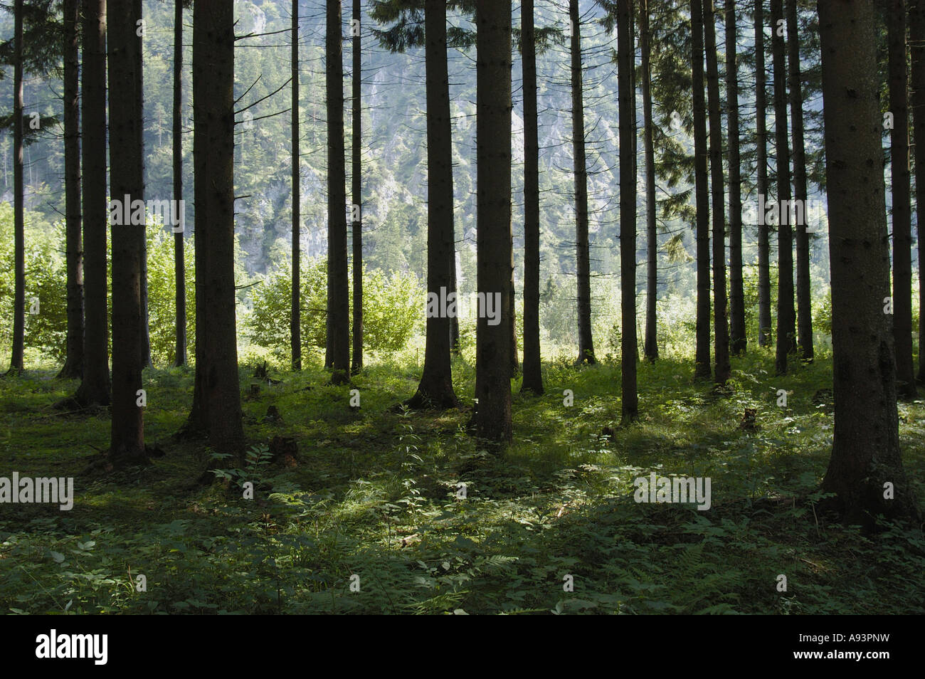 Green forest in the summer Stock Photo - Alamy