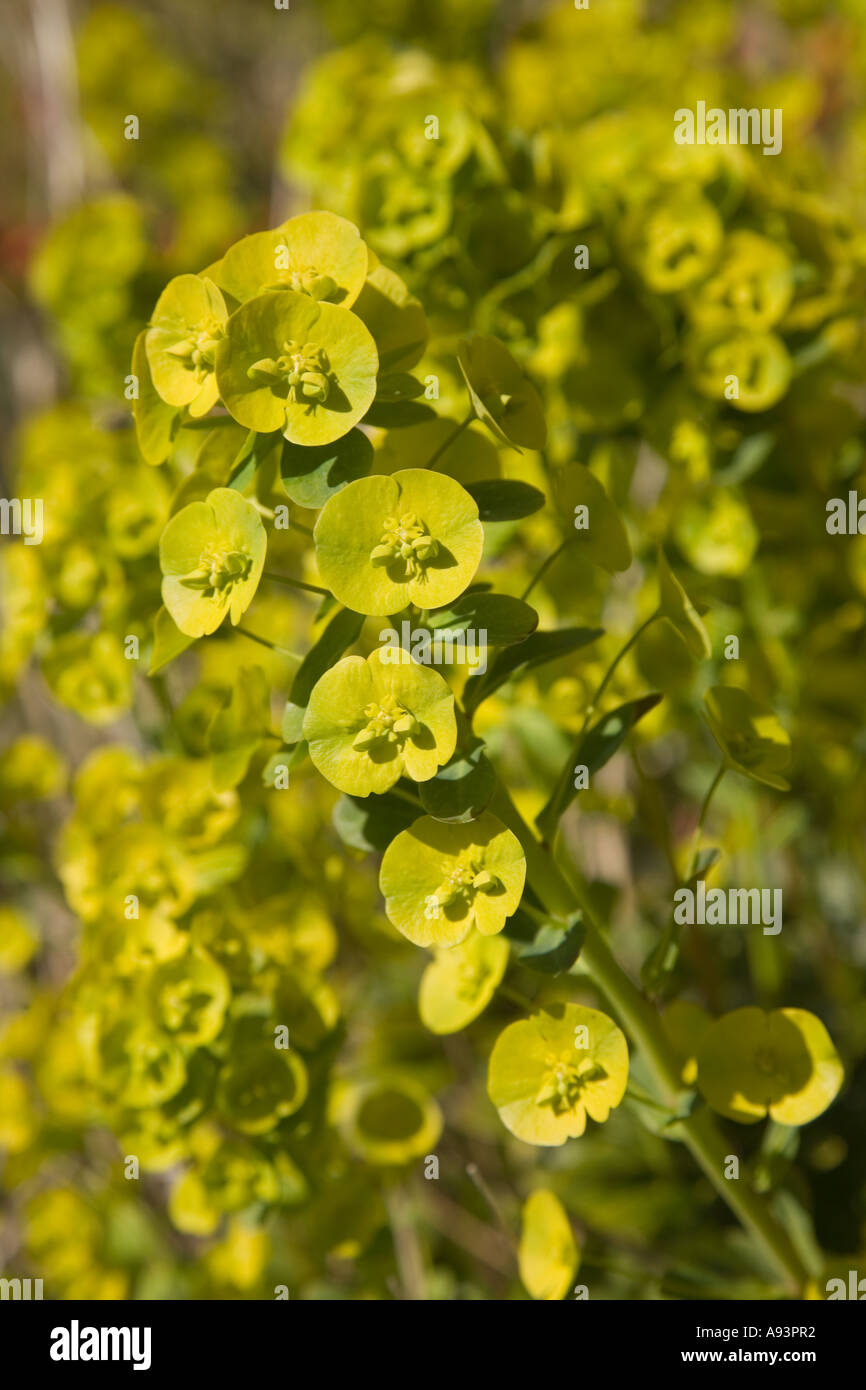 Leafy spurge Euphorbia esula in flower in herbaceous garden border ...
