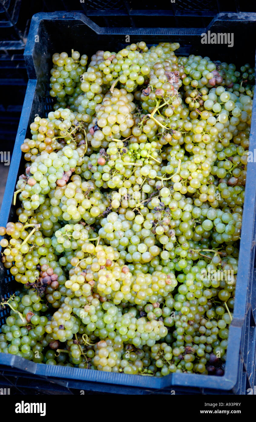 Box of grapes for small scale commercial wine production at Wernddu ...
