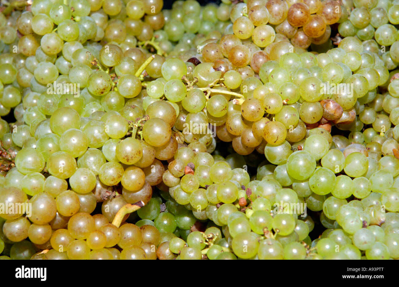 Small scale vineyards hi-res stock photography and images - Alamy