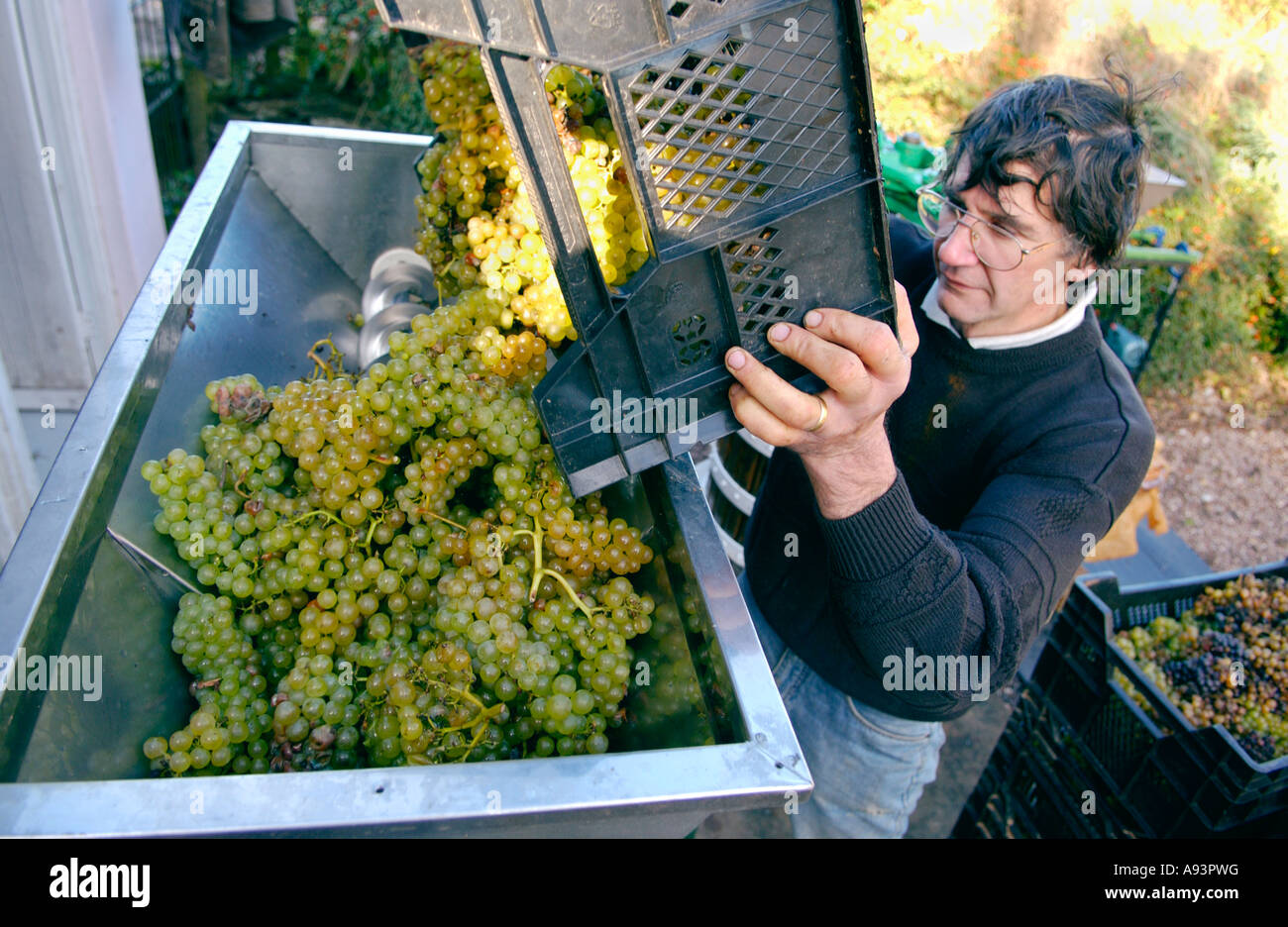 Small scale commercial wine production at Wernddu Vineyard ...
