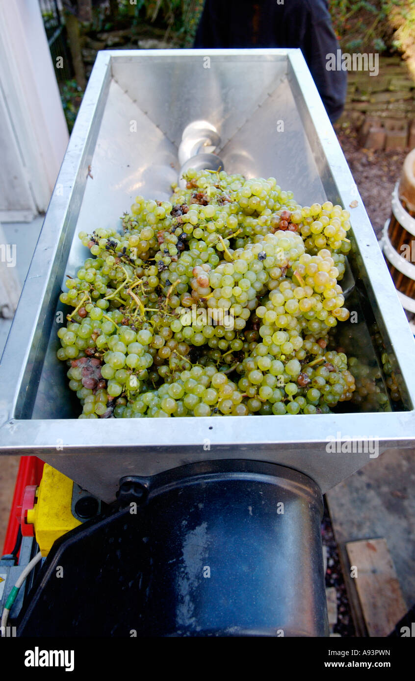 Box of grapes for small scale commercial wine production at Wernddu ...