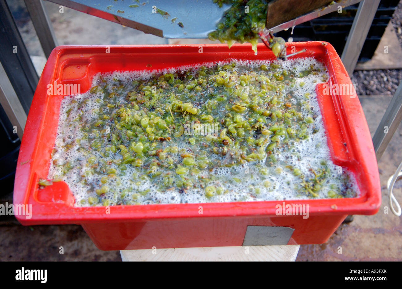 Box of grapes for small scale commercial wine production at Wernddu ...
