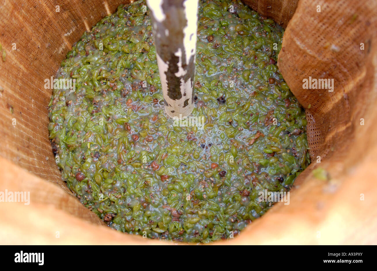 Grape pulp for small scale commercial wine production at Wernddu ...