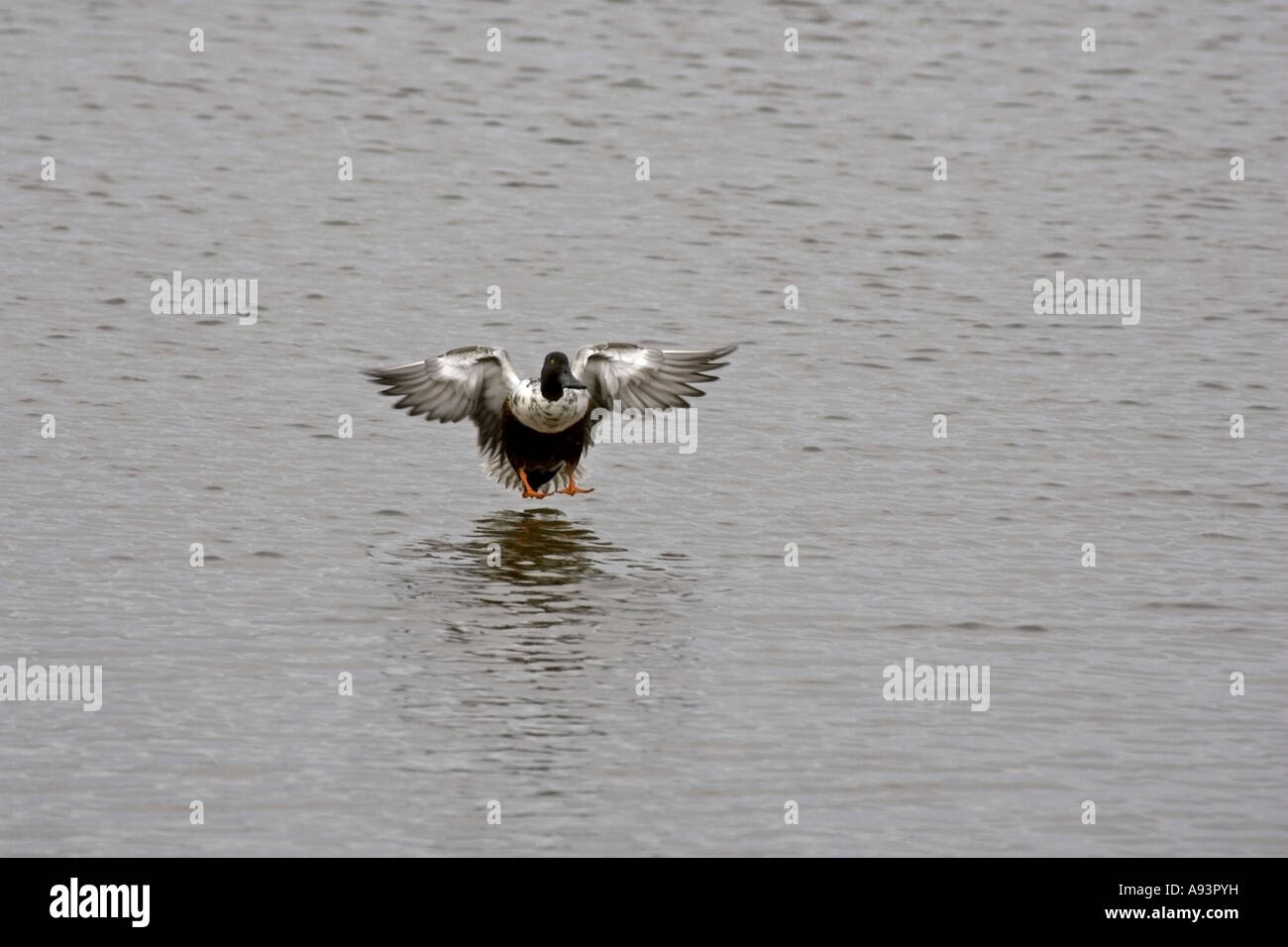 Northern Shoveler Anas clypeata adult male landing on water, Cley Marsh ...