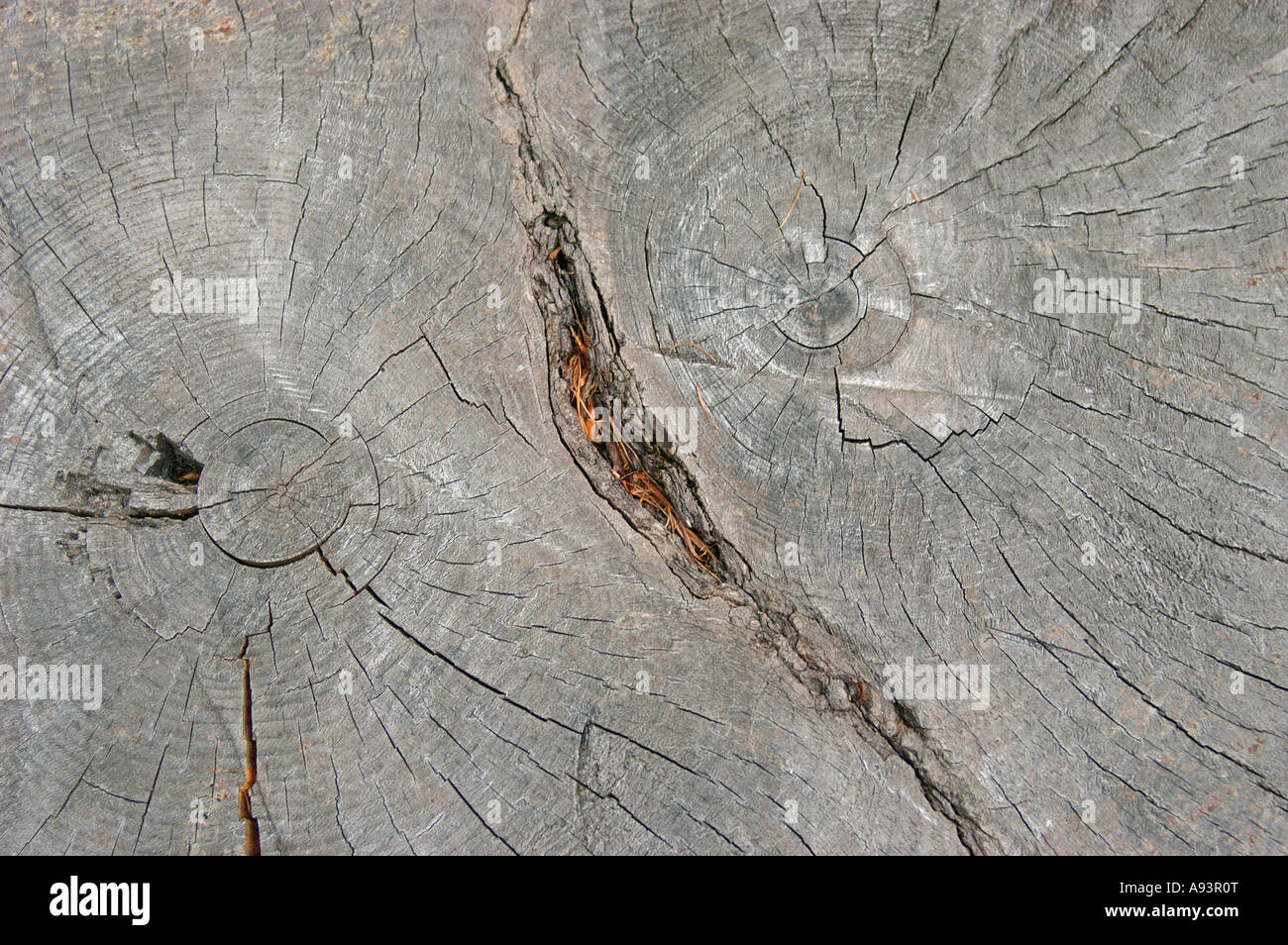 growth rings of a tree Stock Photo - Alamy
