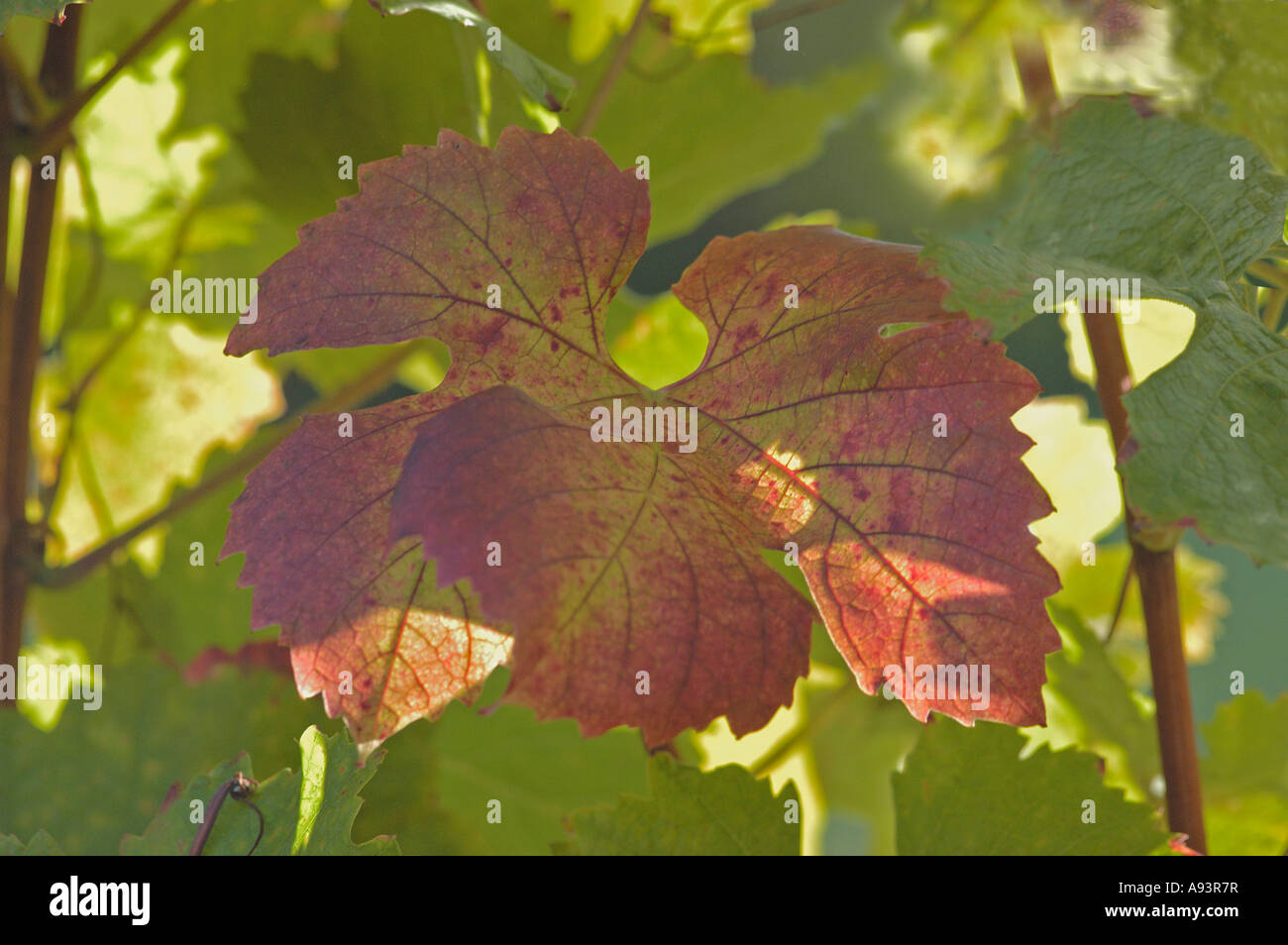 Red wine leaves in the autumn Stock Photo - Alamy
