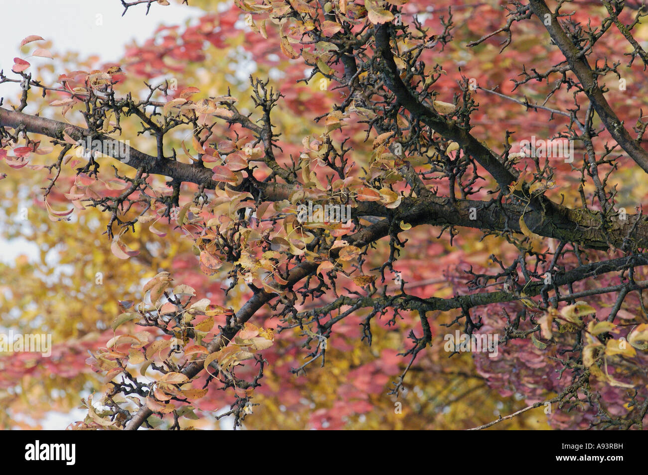 Part colored hi-res stock photography and images - Alamy