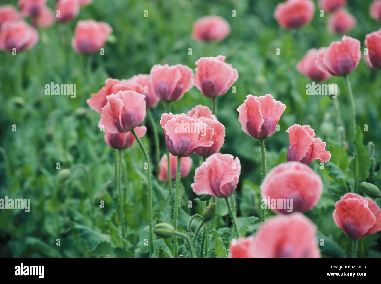 Pink poppy field in the Waldviertel Stock Photo - Alamy