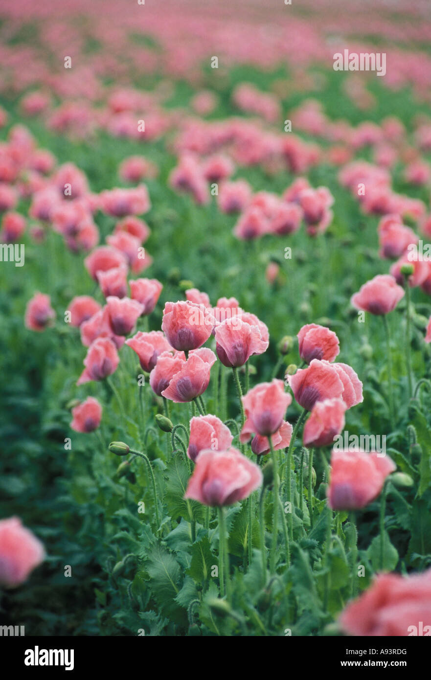 Pink poppy field in the Waldviertel Stock Photo - Alamy