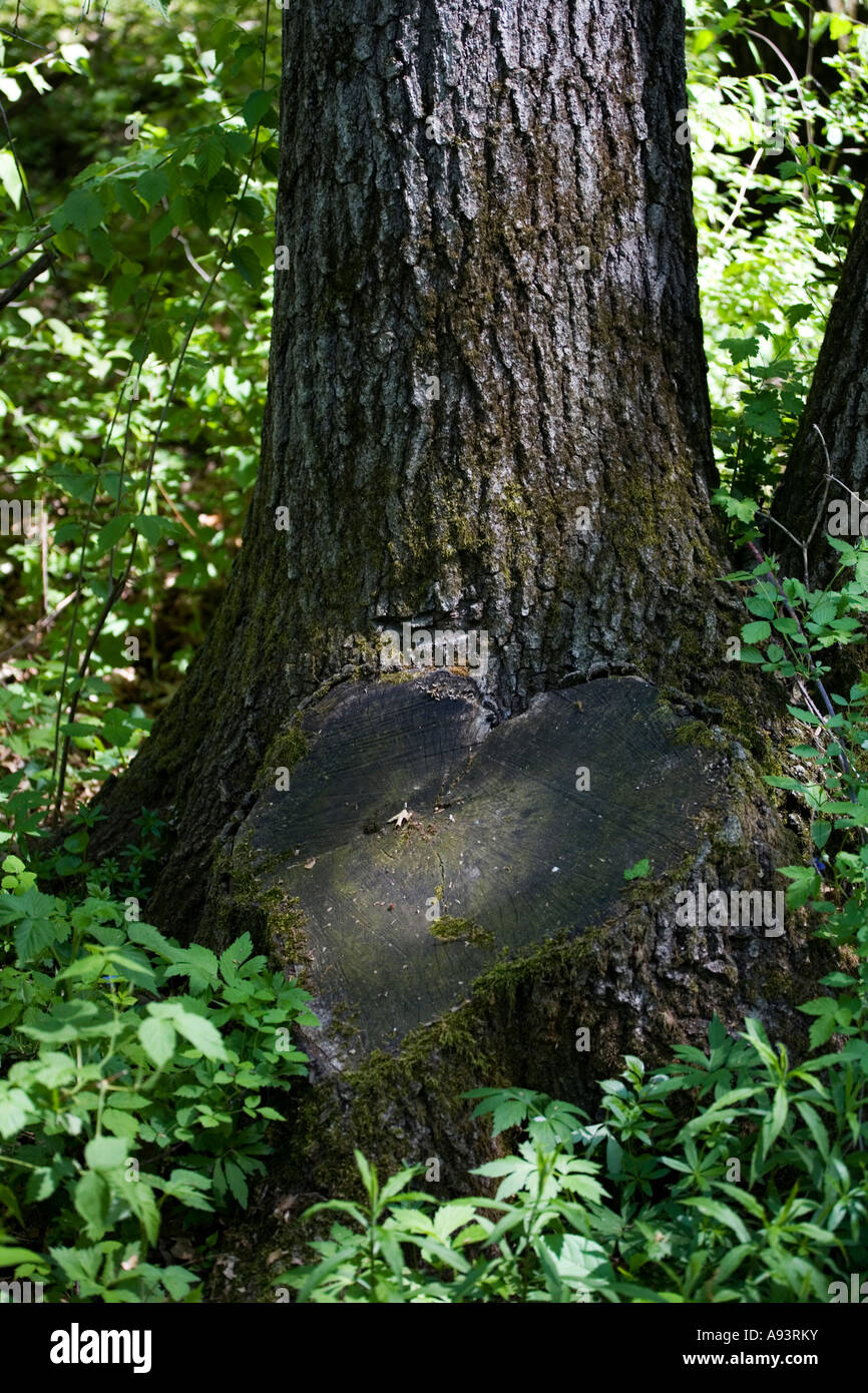 Heart shaped tree stump Stock Photo - Alamy