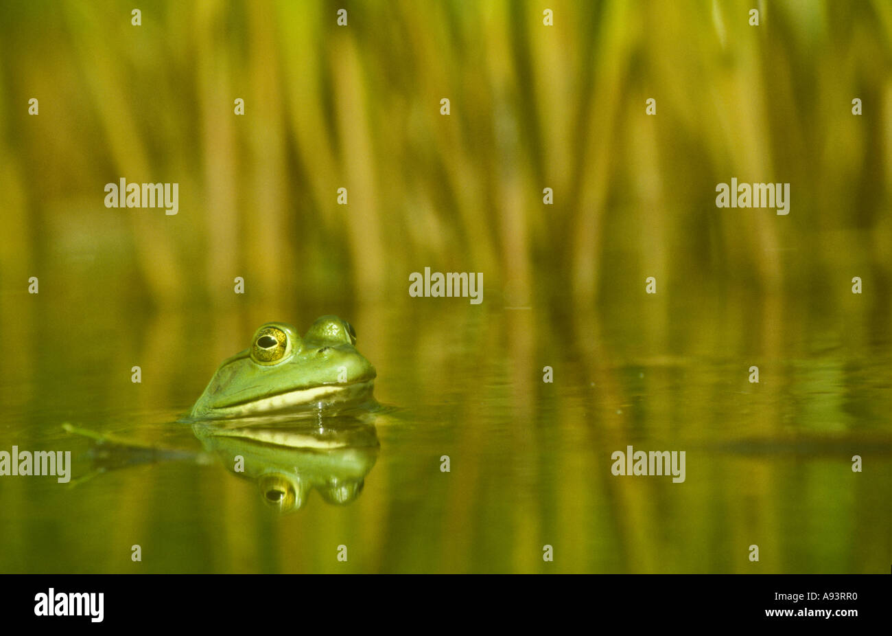 Bull frog in swamp hi-res stock photography and images - Alamy