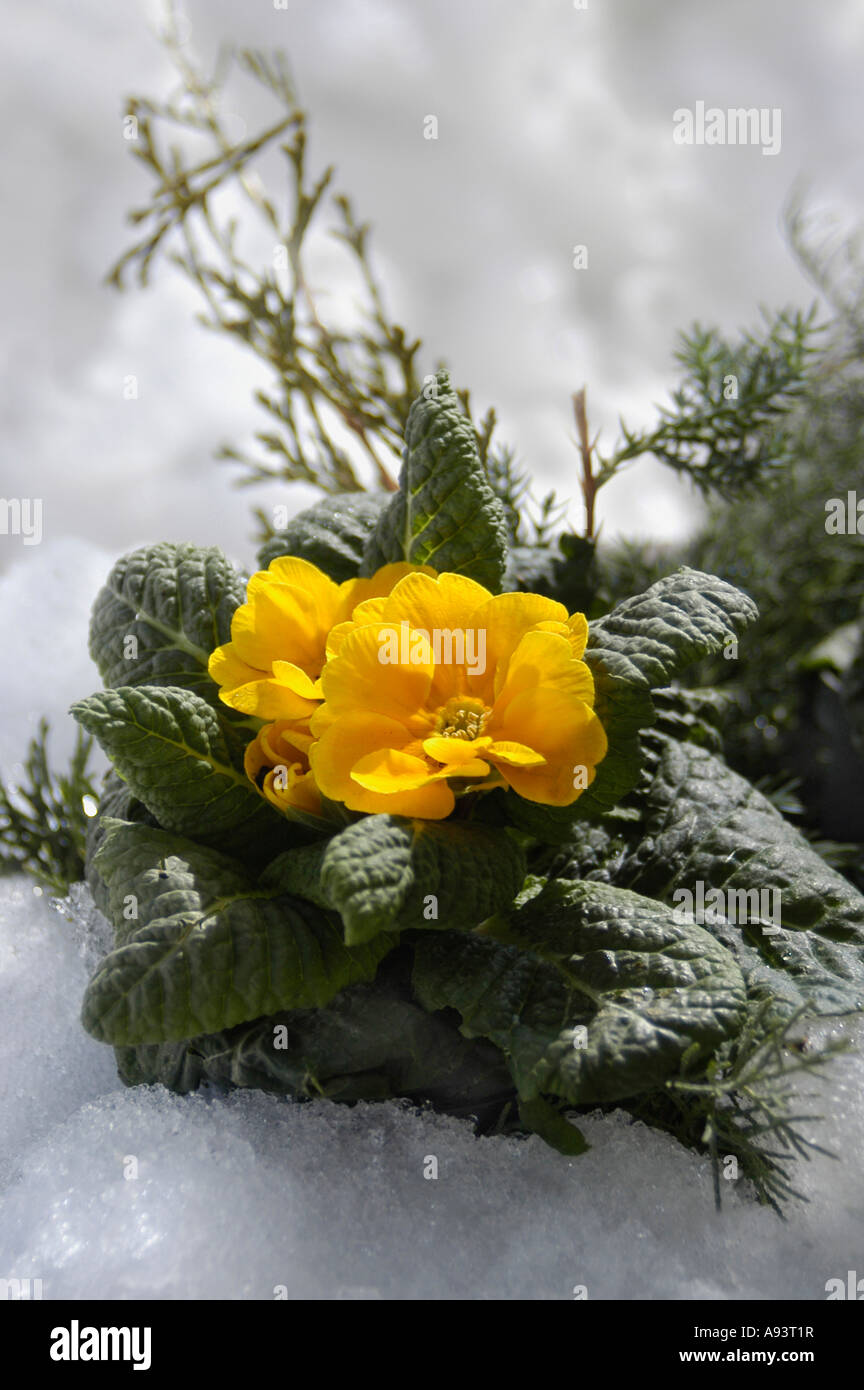 Yellow garden flower in the snow Stock Photo - Alamy