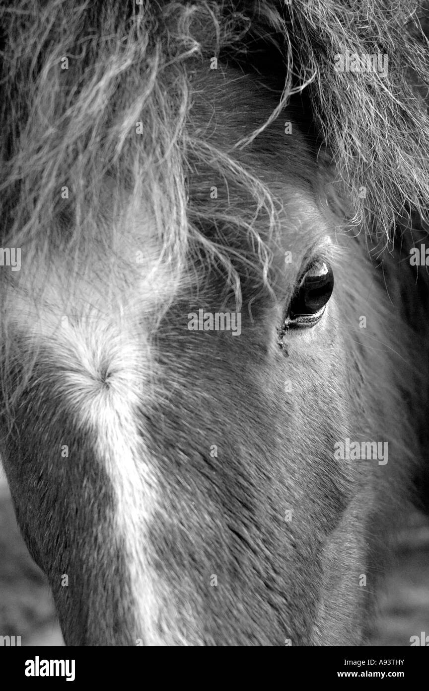 The Pony - close-up Stock Photo - Alamy