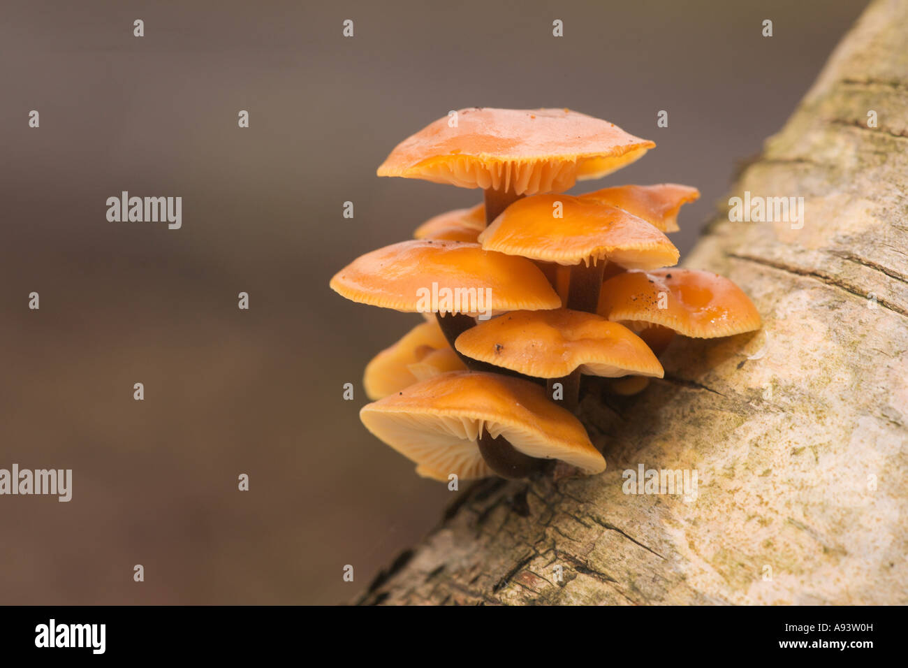 Velvet shank fungus Flammulina velutipes on birch Skipwith Common North ...