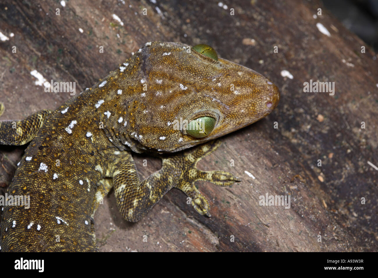 Green eyed forest gecko Gekko smithi Sukau River Sabah Borneo Stock ...