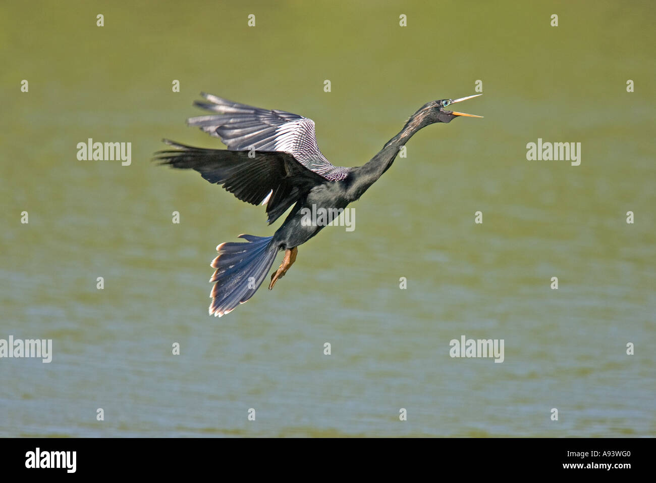 Anhinga in flight Stock Photo - Alamy