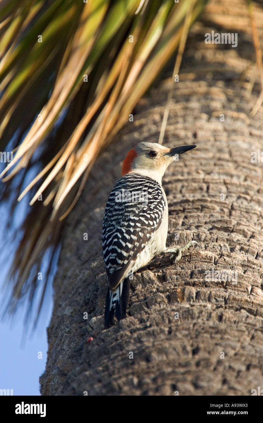 Red bellied insects hi-res stock photography and images - Alamy