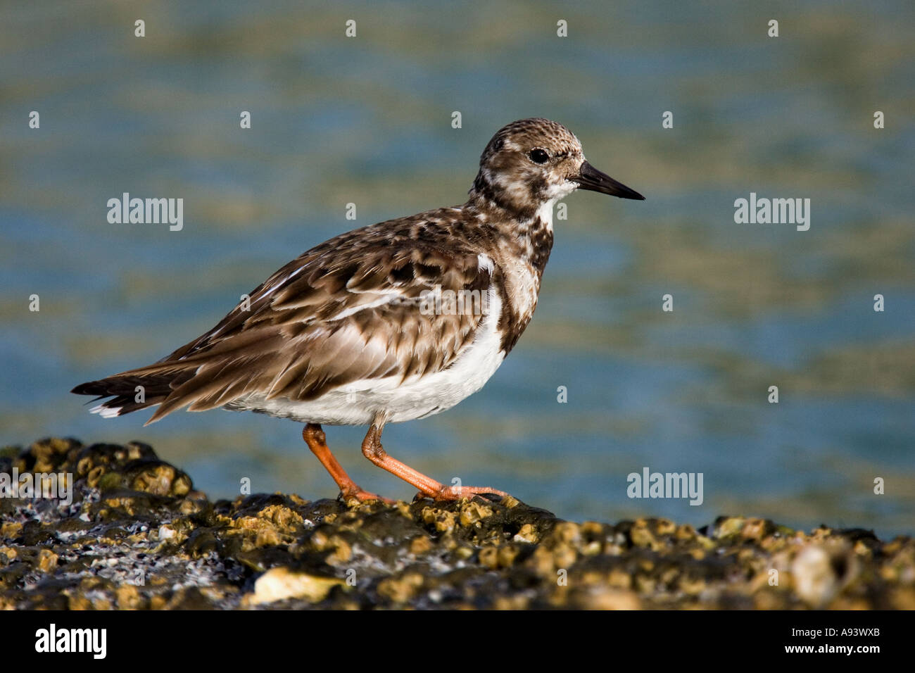Mottled rocks hi-res stock photography and images - Alamy
