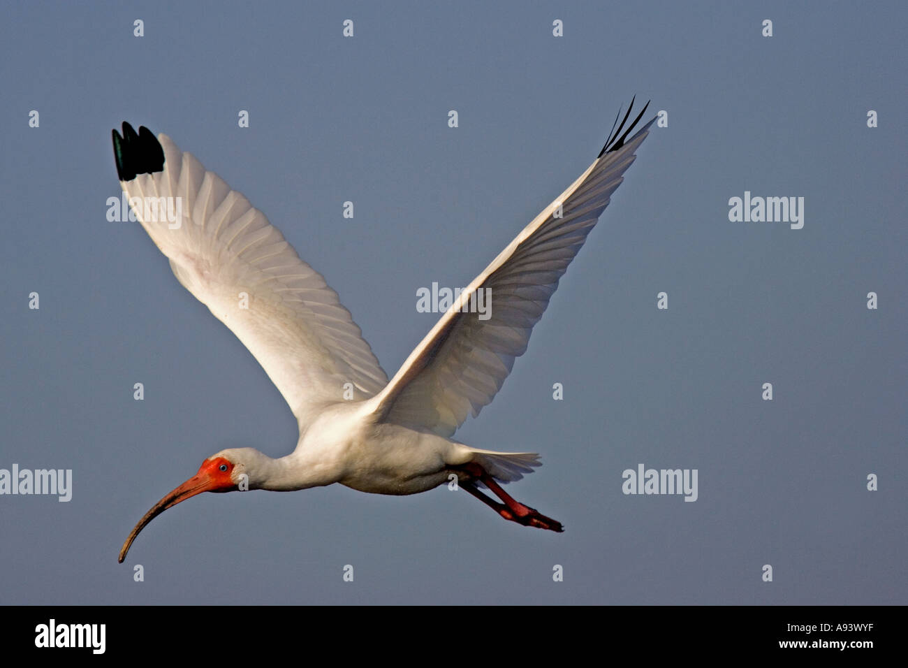 White Ibis in flight Stock Photo - Alamy