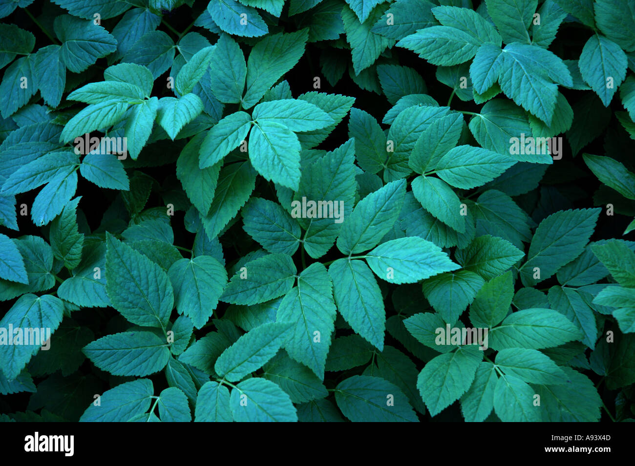 English ivy ground cover hi-res stock photography and images - Alamy