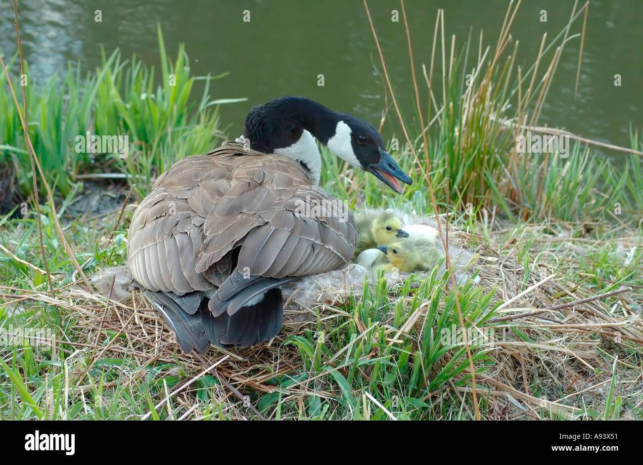 goose with newborn goslings broken eggs and nest Stock Photo - Alamy