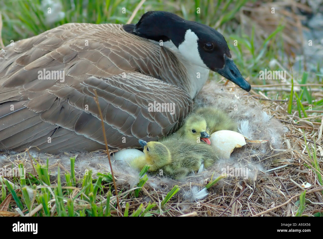 goose with newborn goslings broken eggs and nest Stock Photo - Alamy