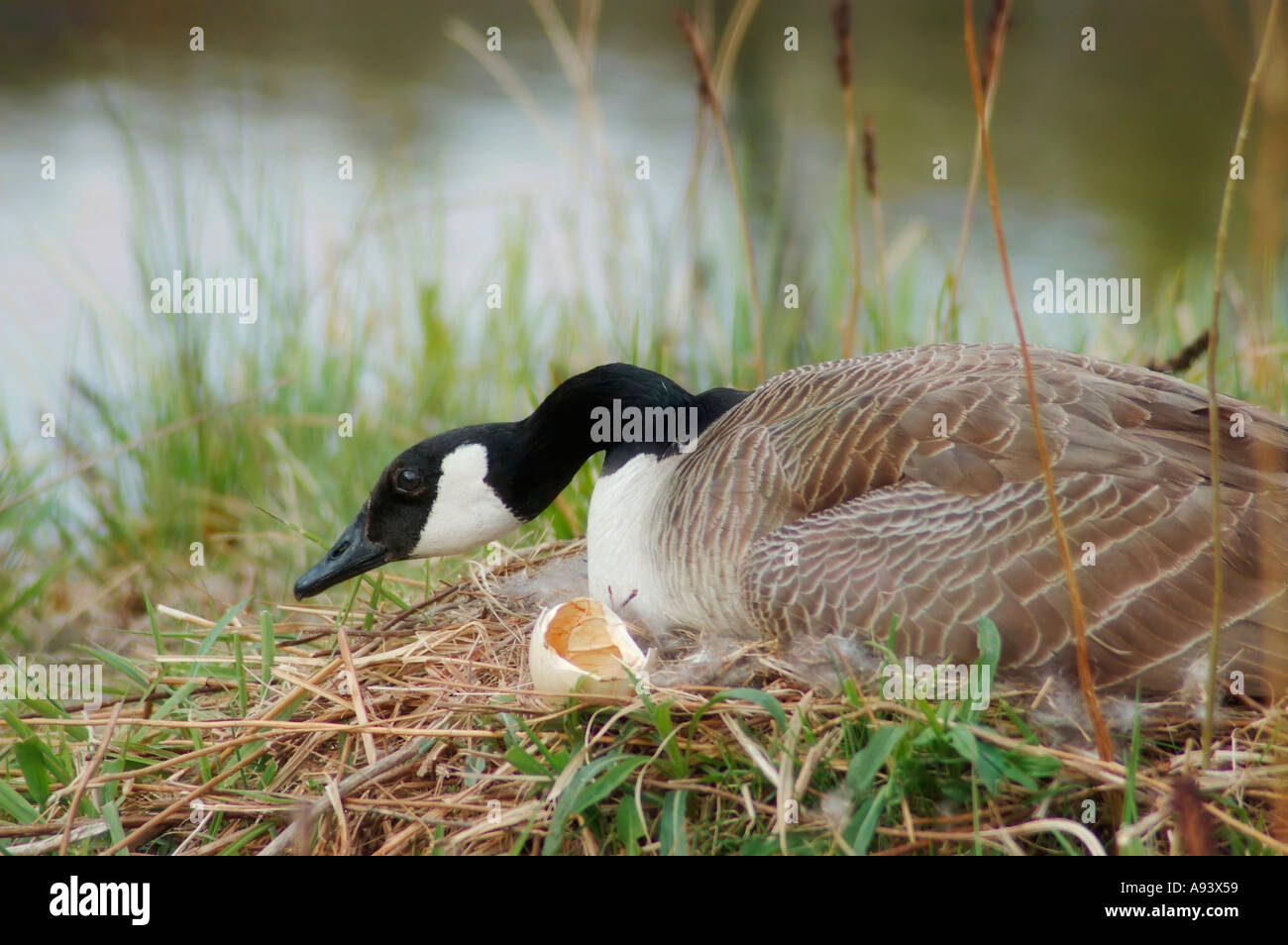 goose with broken egg Stock Photo - Alamy