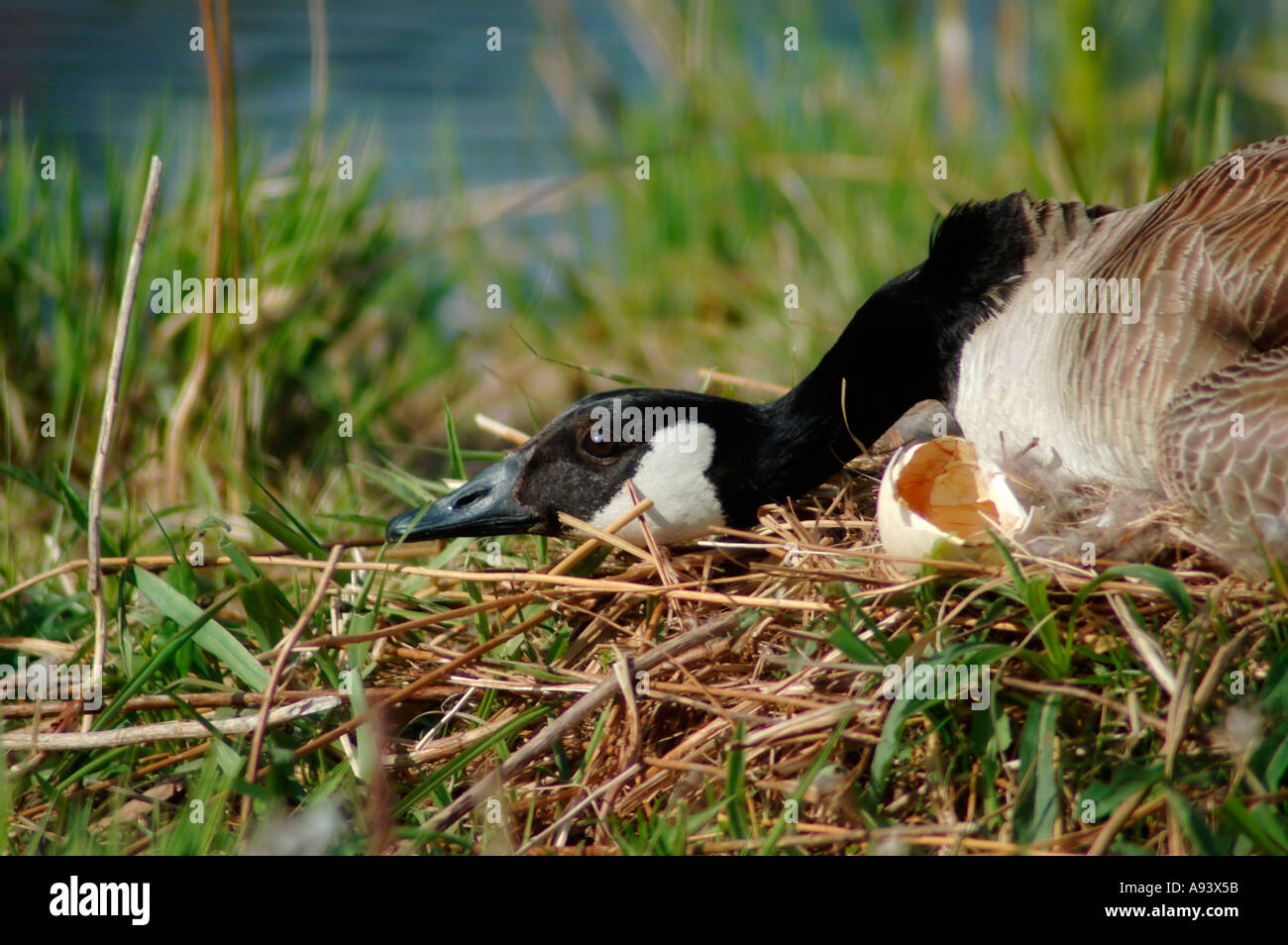 goose with broken egg Stock Photo - Alamy