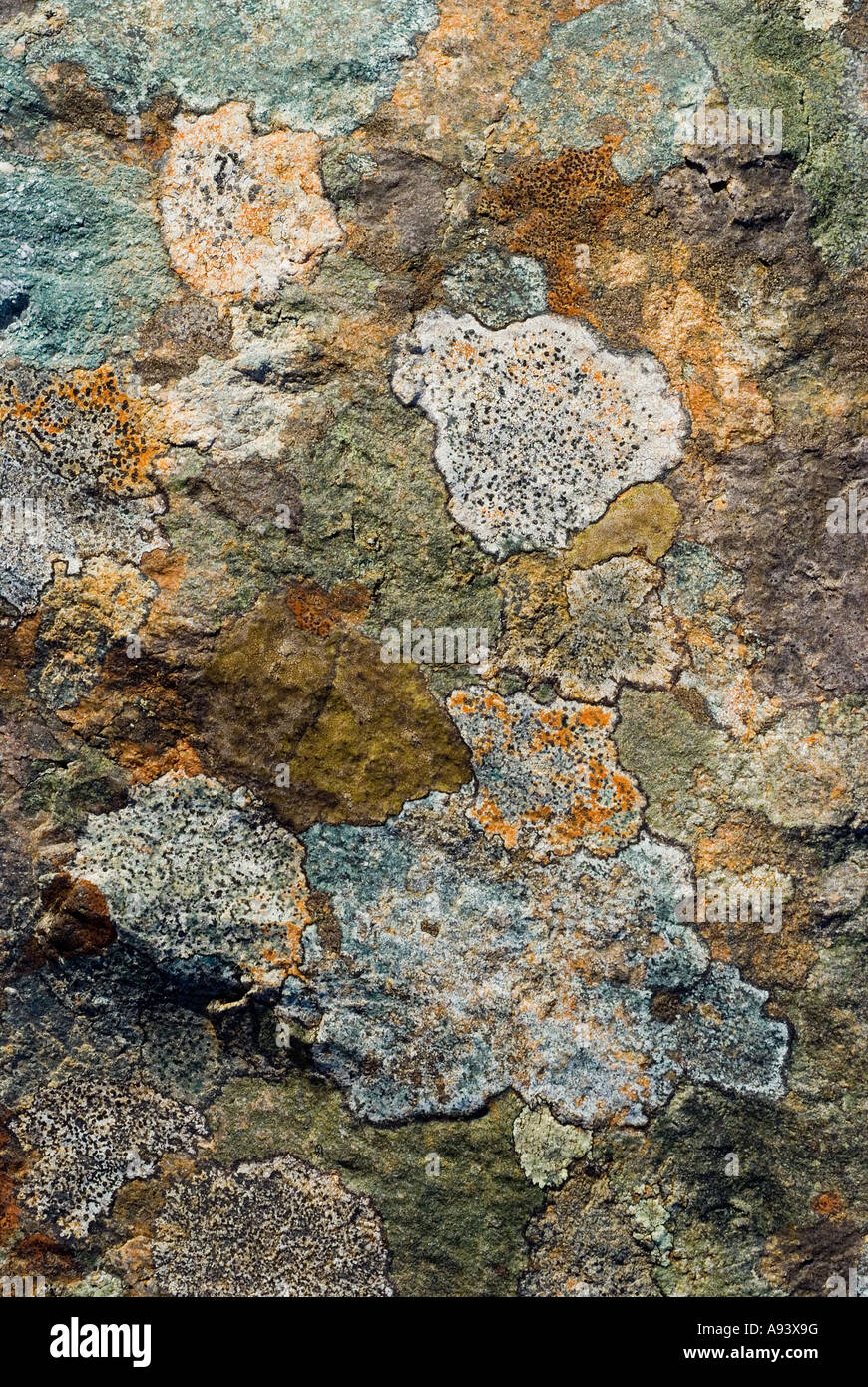 Lichen in beautiful shape hi-res stock photography and images - Alamy