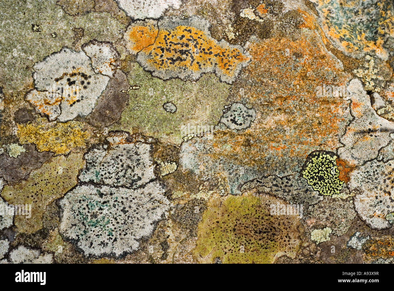 Beautifully colourful lichens growing on rock create amazing a natural ...