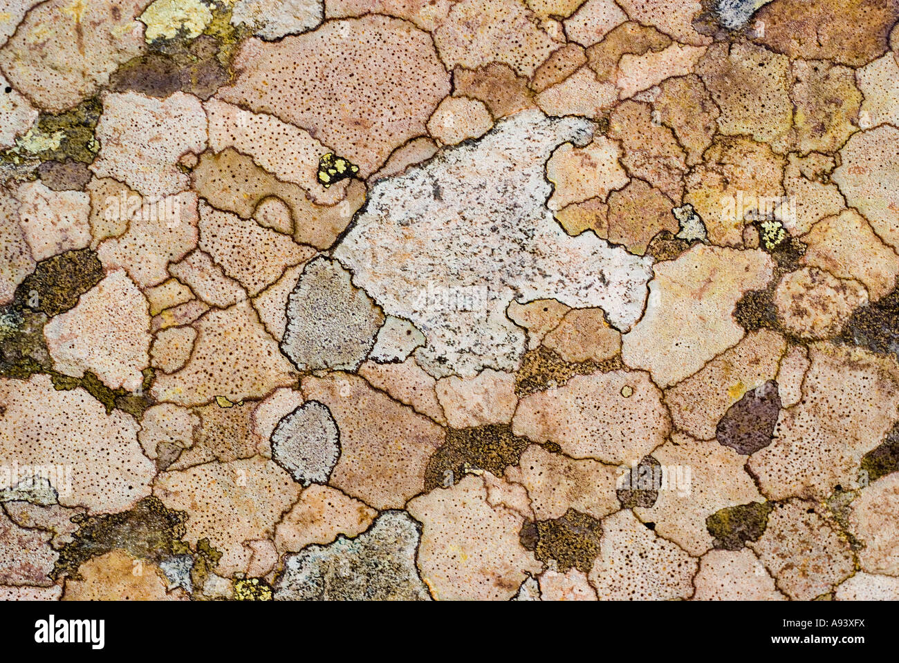 Lichen in beautiful shape hi-res stock photography and images - Alamy