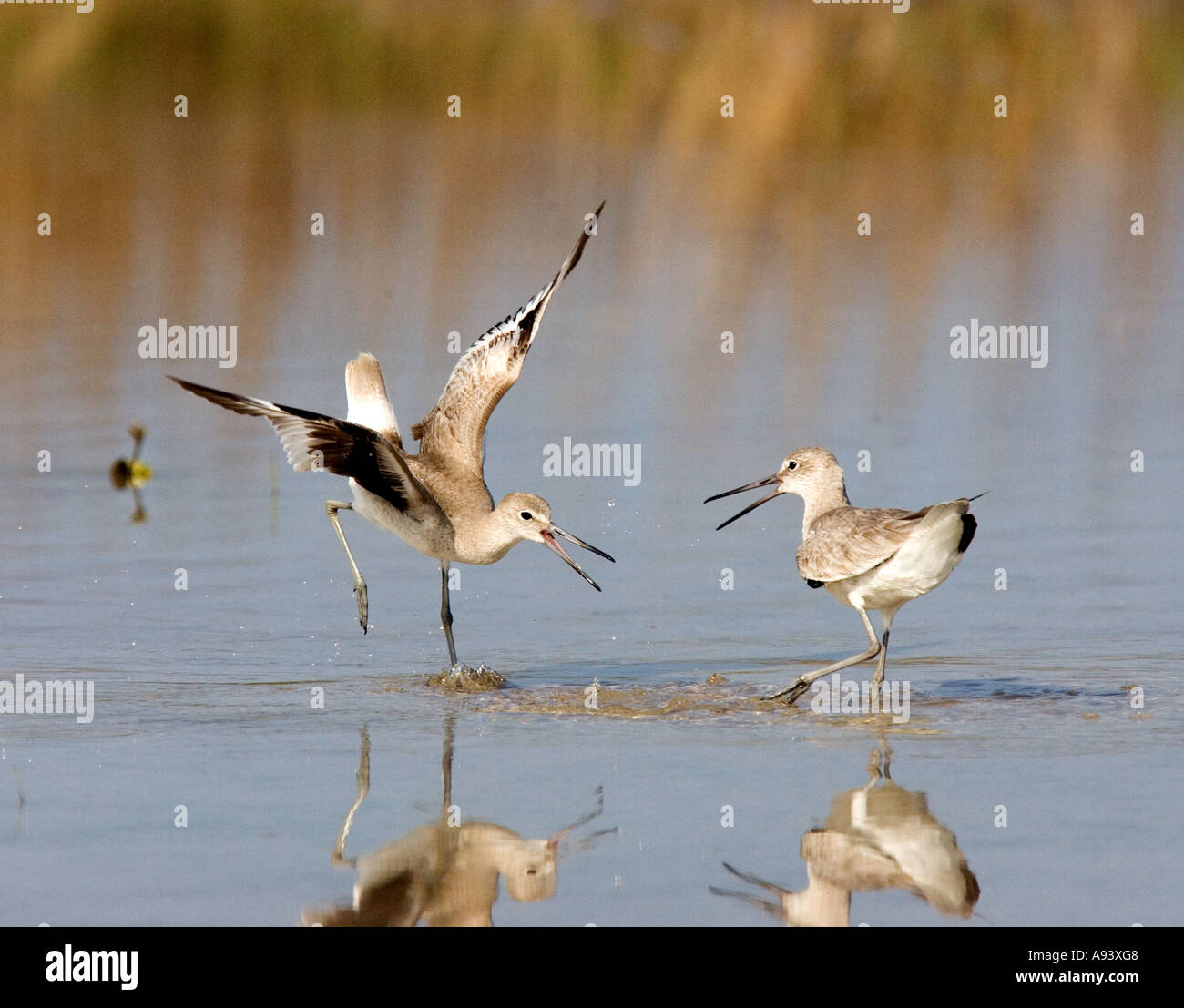 Birds usa fighting hi-res stock photography and images - Alamy